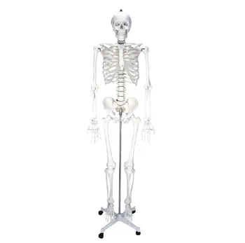 180cm Skeleton With Muscles And Ligaments Human Skeleton Anatomy Model ...