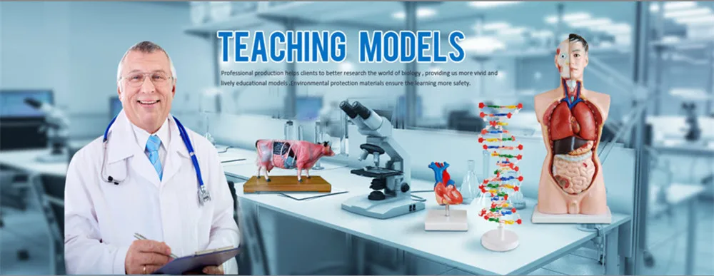 High Quality Human Anatomy Torso Model for Medical Science