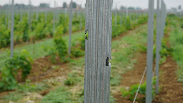 Durable Vineyard Trellis Posts - Galvanized Steel U Posts