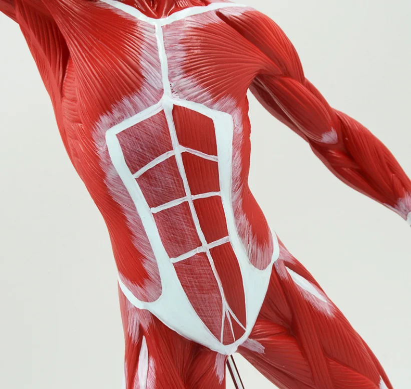 Medical Educational Anatomy Model Human Muscle Model With Muscles Whole ...