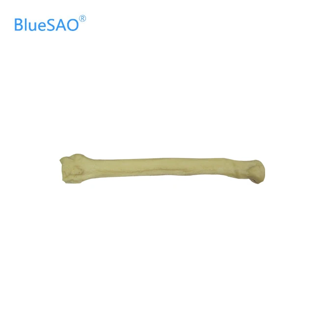 Veterinary Dissection Animal Canine Skeleton Plastic Model Dog Lumbar ...