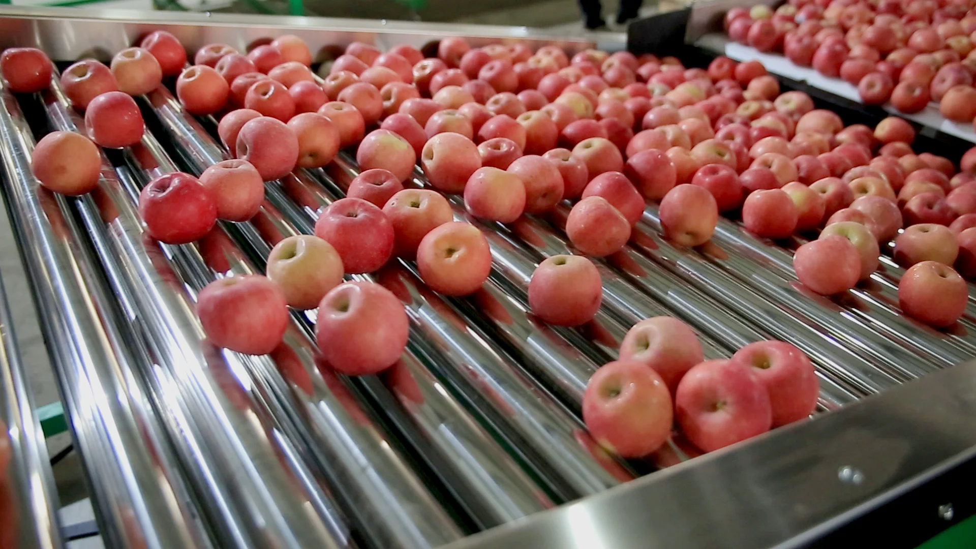 Automatic Commercial Apple Grading Machine - Efficient & Reliable