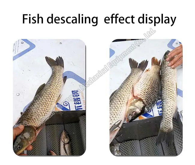 Shaved Fish Scales Small Fish Processing Machine Sent Cleaning Fish ...