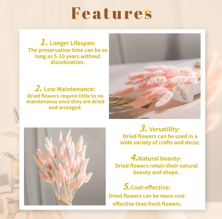 Luxury Home Decoration Bunny Tails Dried Flowers Grass Original Lagurus ...