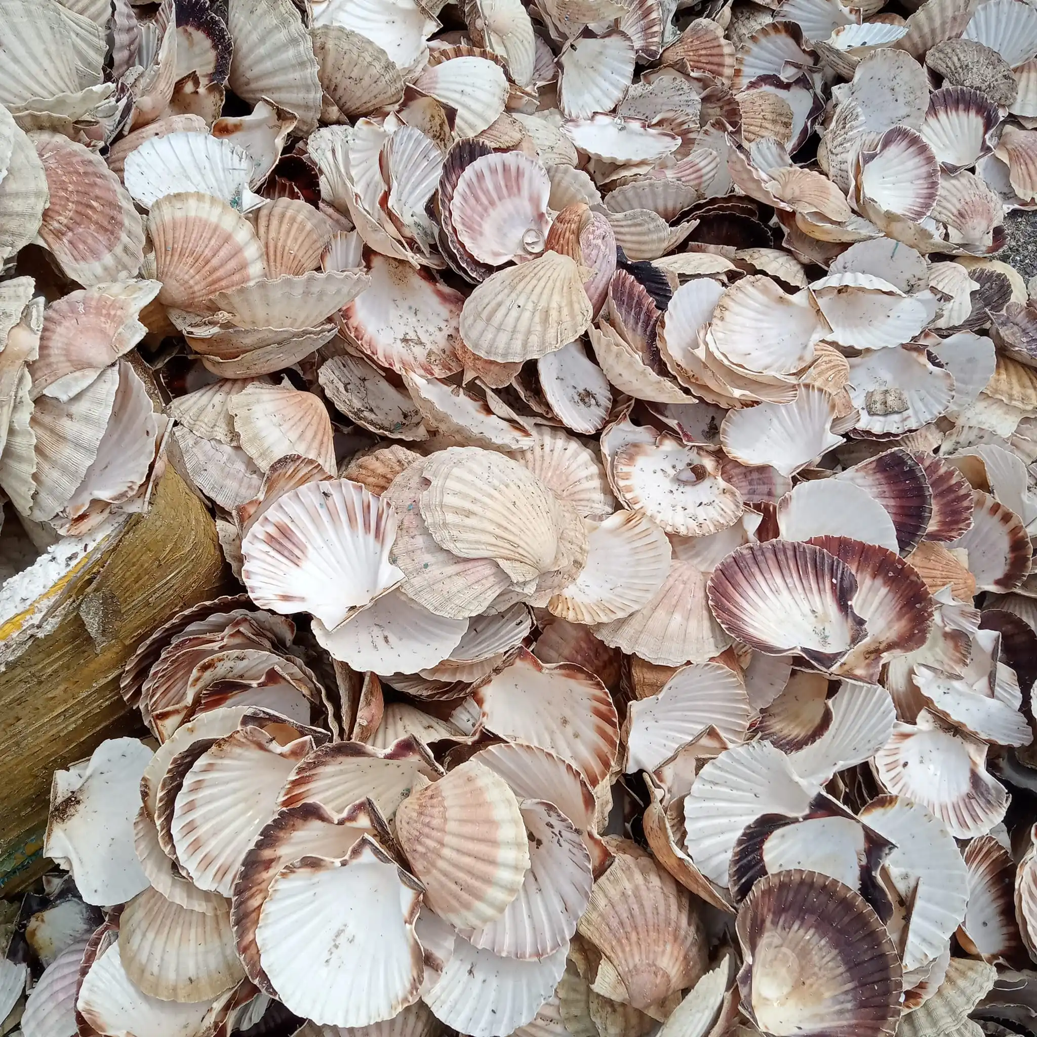 VIETNAM ORIGIN DRIED SCALLOP SHELL/ SEA SHELL for CRAFT