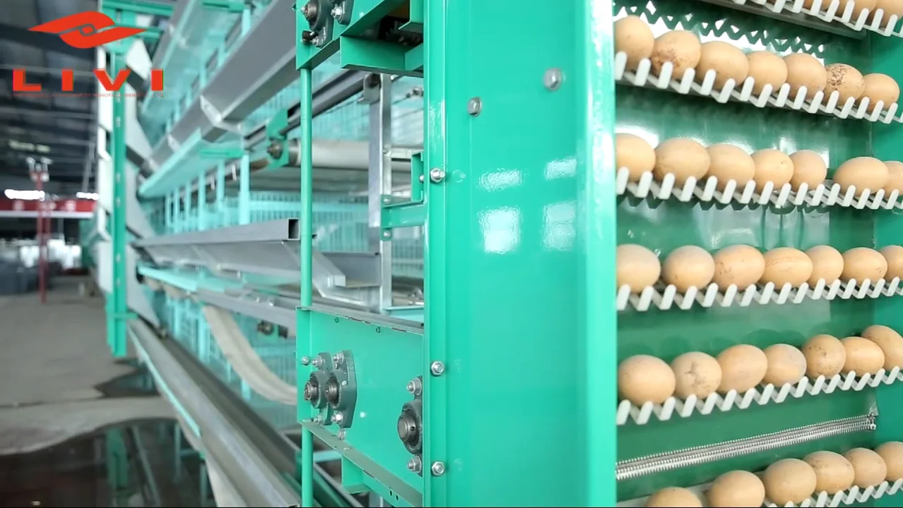 Chicken Egg Poultry Farm Equipment Automatic Egg Collecting Machine ...
