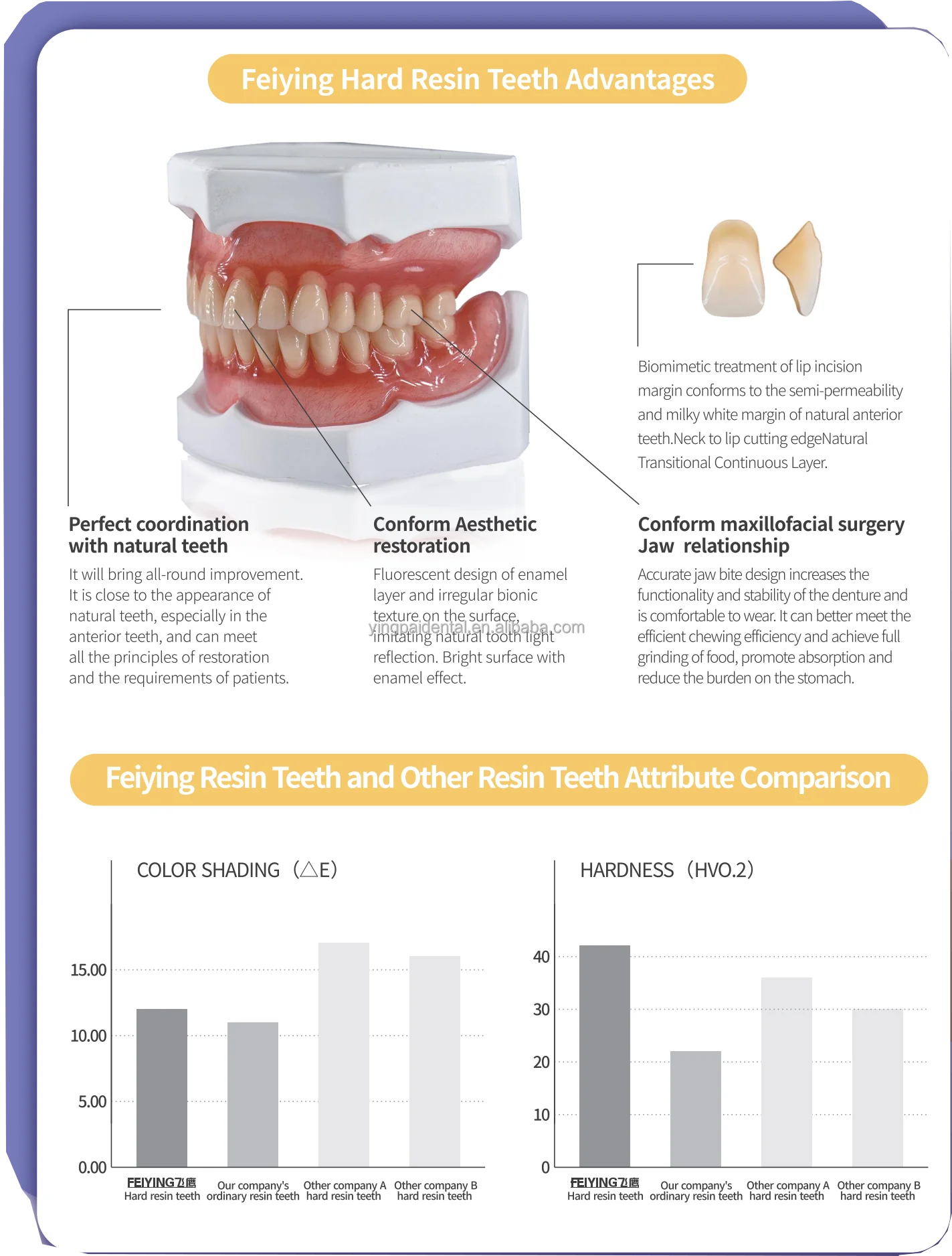 Feiying Dental Acrylic Resin Teeth - Quality & Durability