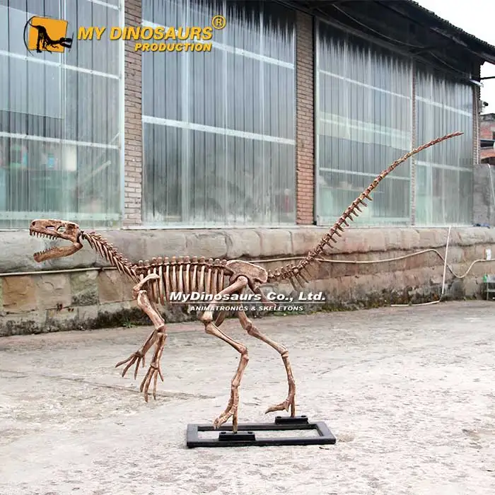 Eoraptor Skeleton