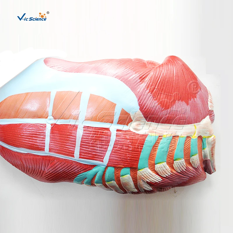 80cm Human Muscles Model Male (27 Parts) Anatomical Model Human Anatomy ...