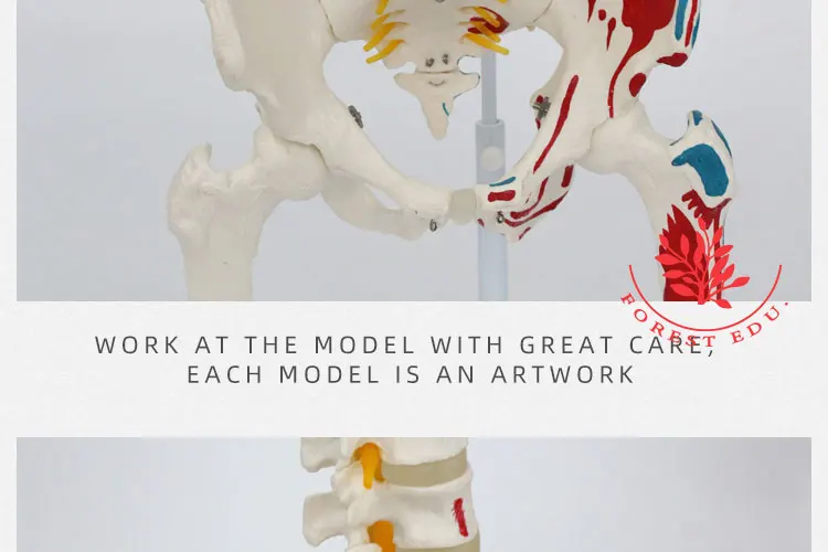 Model of Lumbar Spine FRT015 - Anatomical Teaching Aid