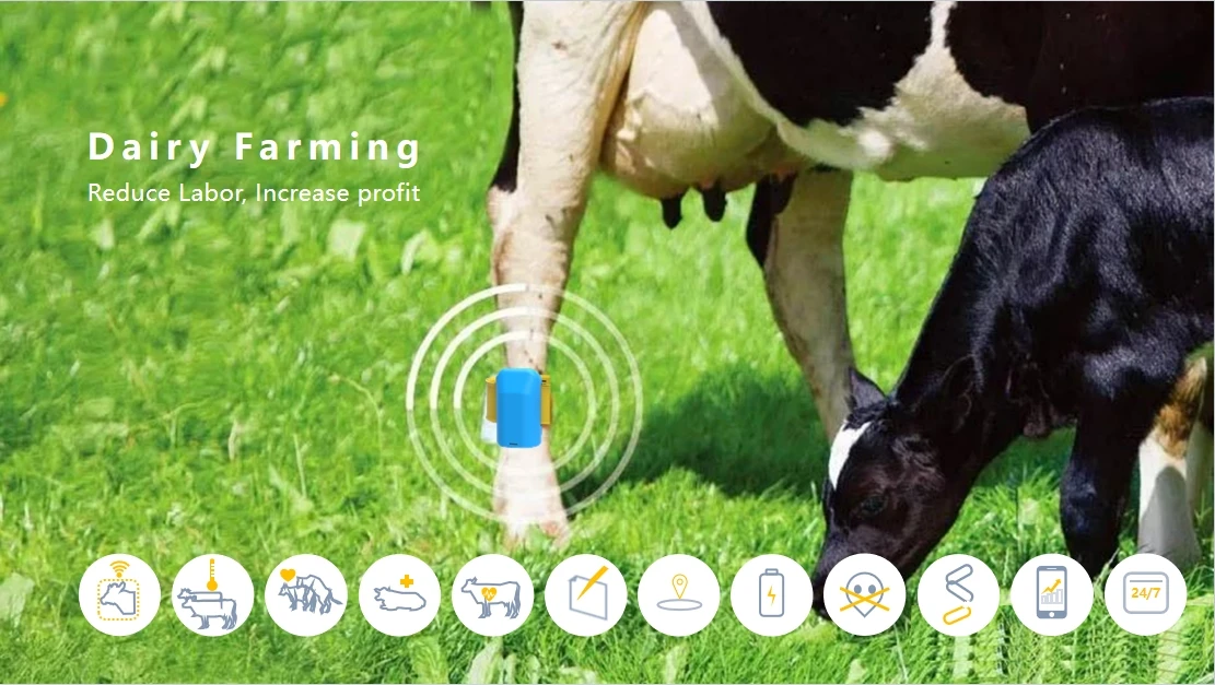Dairy Cows Leg Sensor Tag Activity Detection Estrus Alert Pasture ...