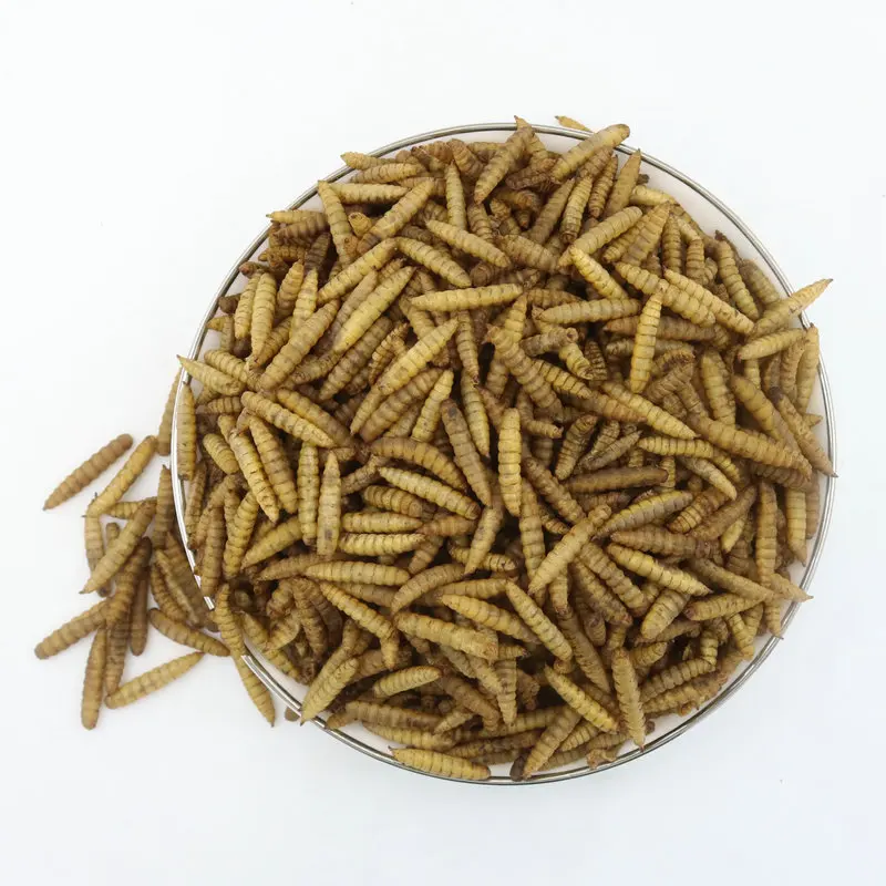 Dried Maggot BSFL Black Soldier Fly Larvae Dry Maggot Insect Protein ...