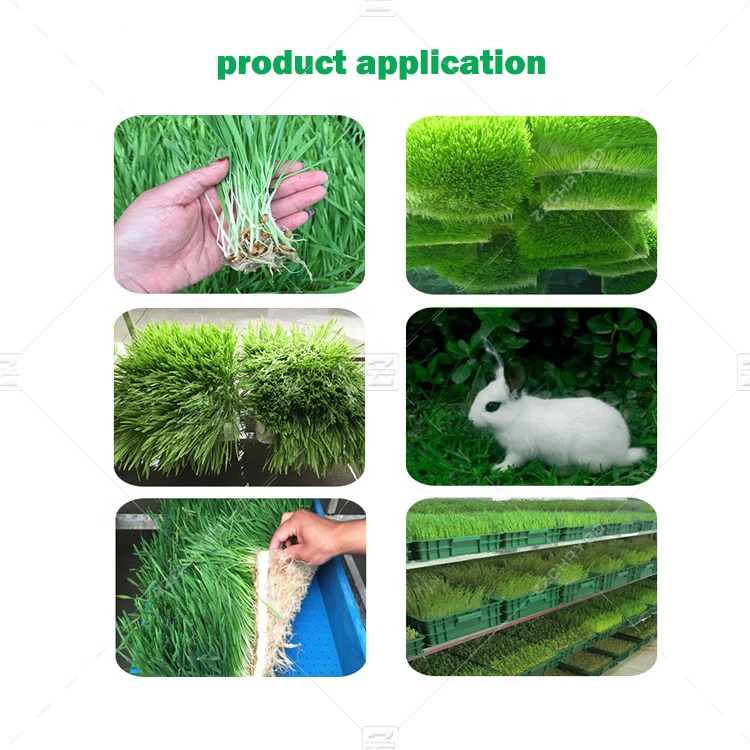 Automatic Barley Green Forage Fodder Grow Trays Hydroponic Fodder ...