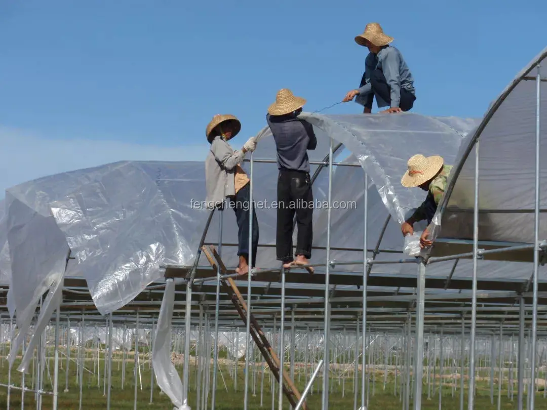 Cherry Rain Cover 6 Mil Clear Plastic Sheeting for Greenhouses
