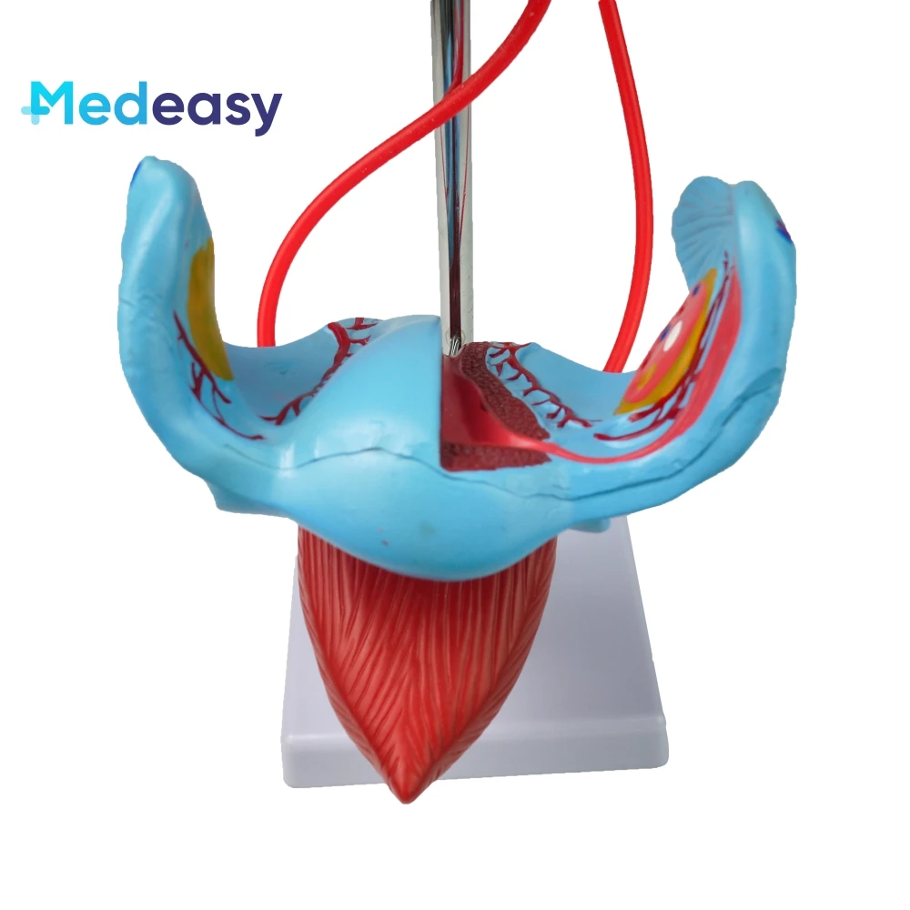 Male and Female Genitourinary System Model - Kidney Anatomy Mold