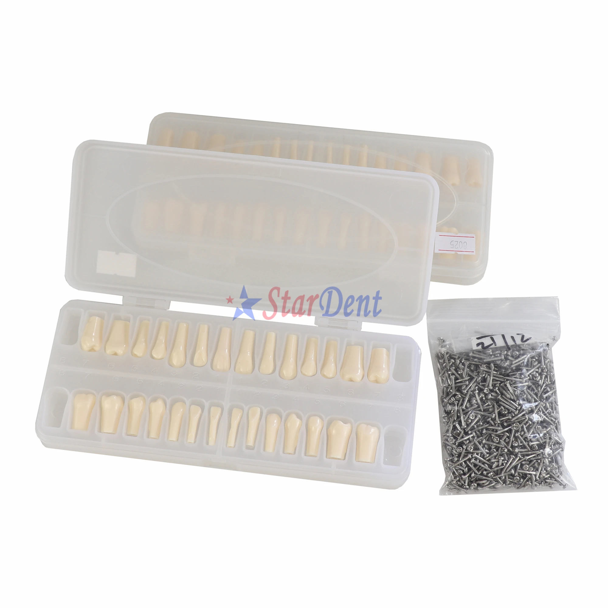 Dental Replacement Typodont Teeth Model for Student Practice