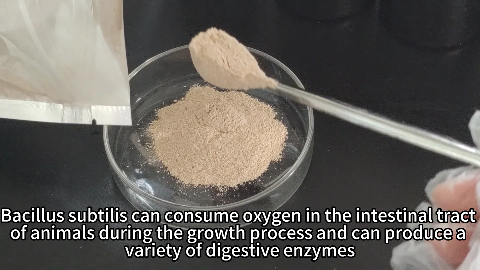 Animal Feed Or Probiotic Bacillus Subtilis For Animals Cattle Probiotic ...