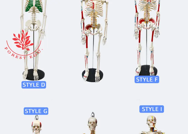 85cm Human Skeleton Model - Educational & Removable Legs