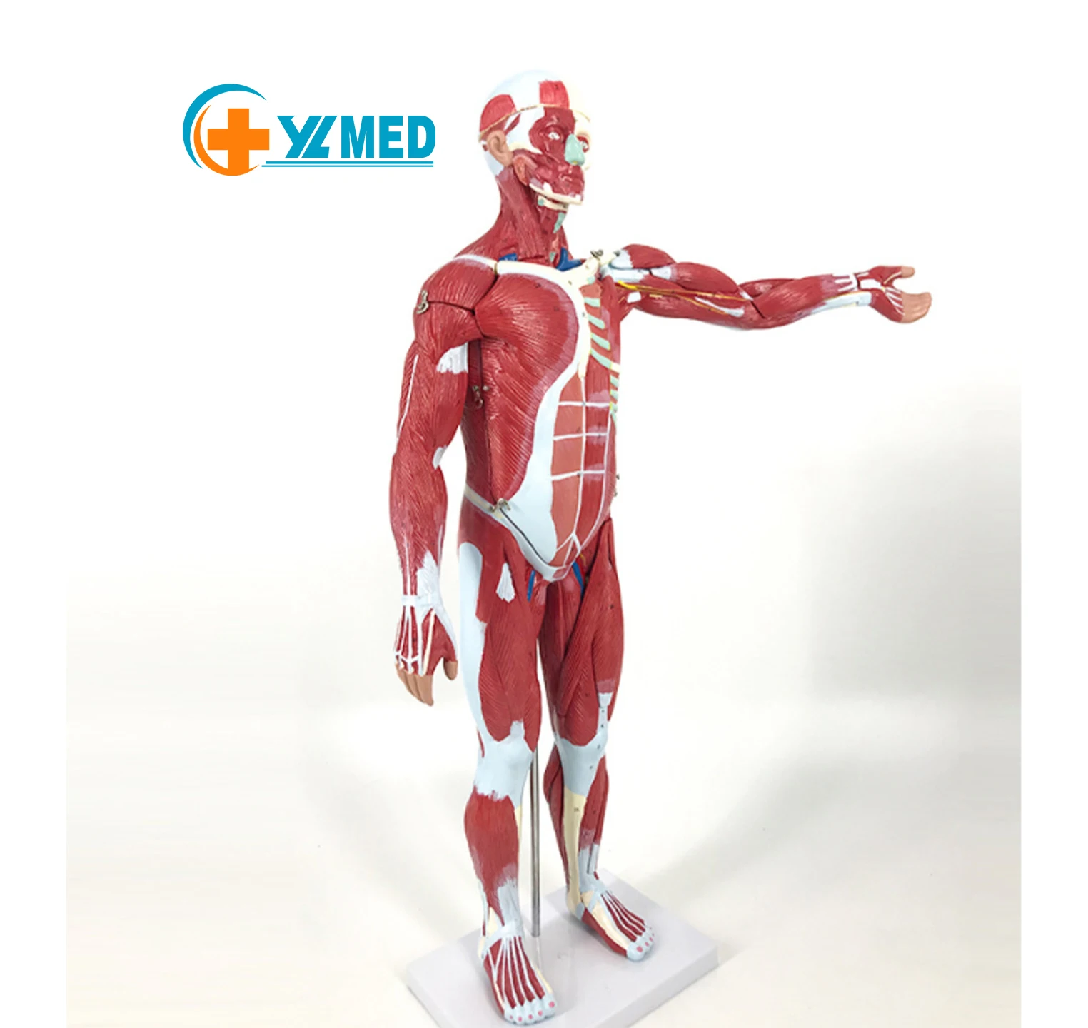 Factory price Medical educational anatomy model whole body anatomy ...
