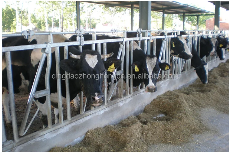 Dairy Cattle Breeding Equipment Cow Headlock Livestock Cattle Panel ...