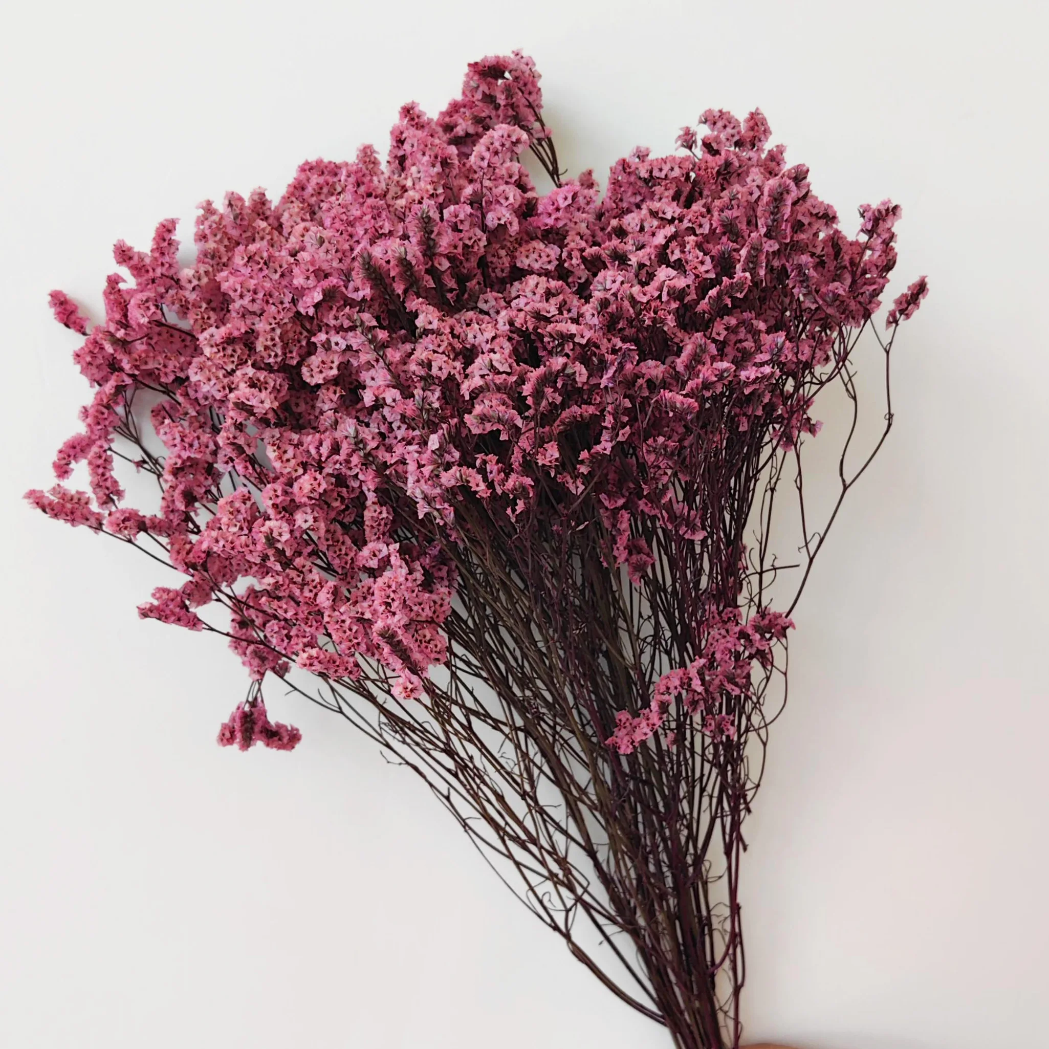 Decorative Flowers Preserved Limonium Dried Flowers Eternal Crystal ...