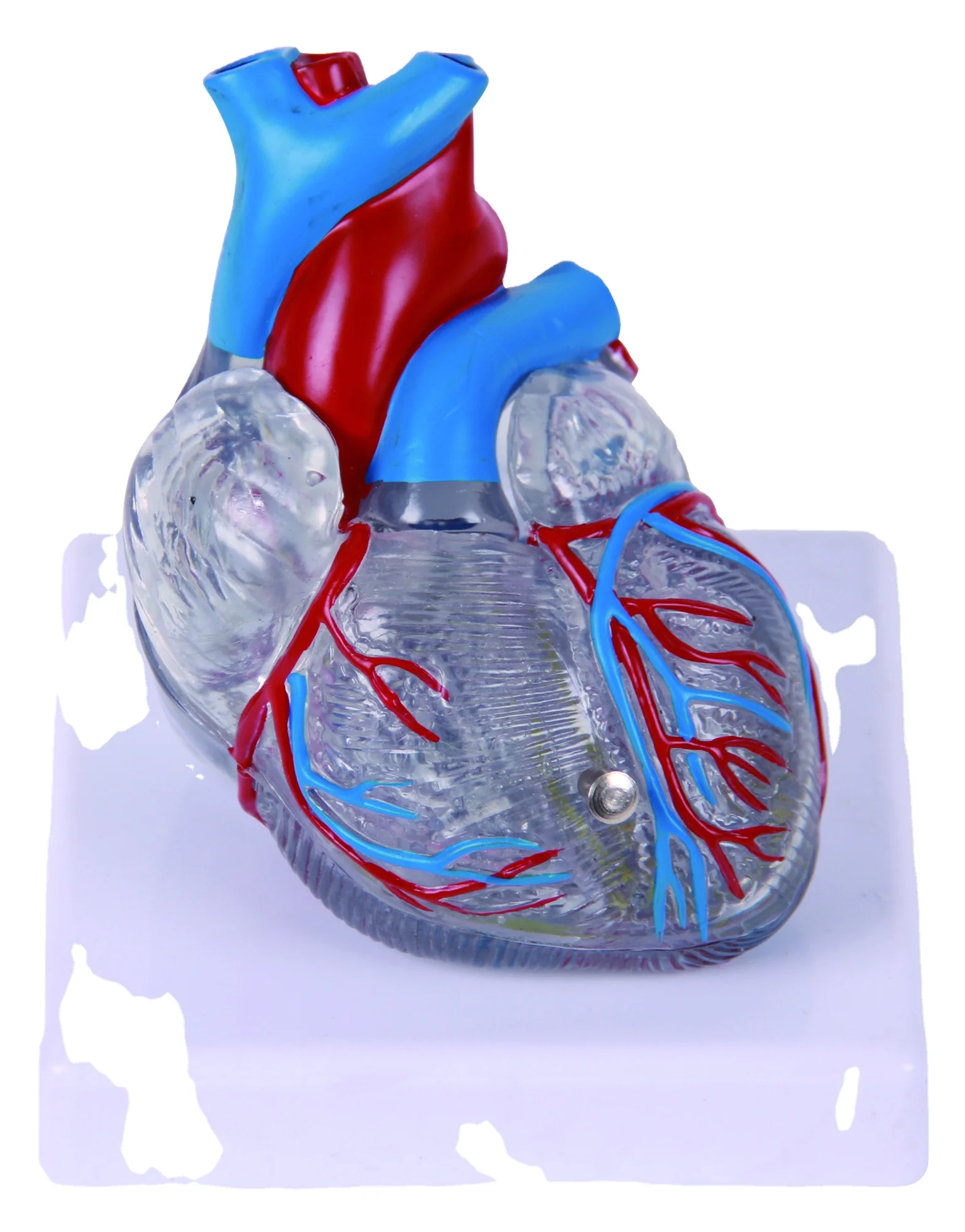 Transparent Heart Anatomical Model Anatomy Model - Buy Heart Anatomical ...
