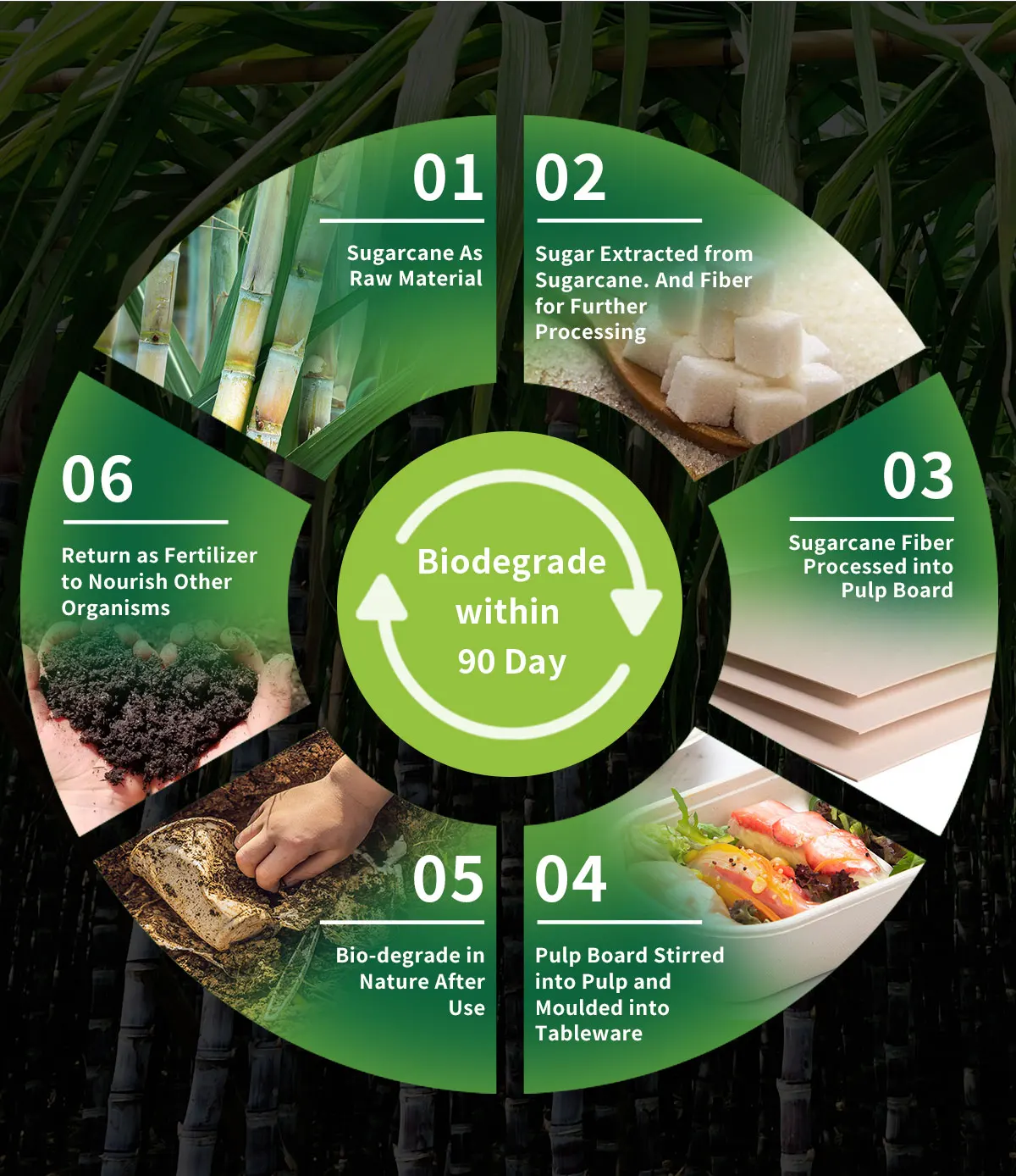 Oasis Custom 9 Inch Biodegradable Round Natural Plate Zero Waste ...