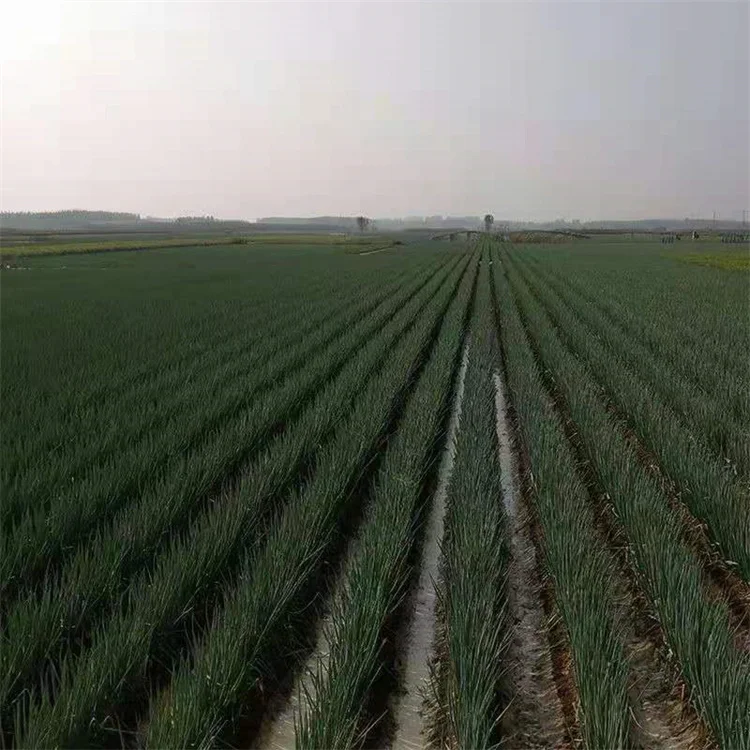 2p 3p 4p Chinese Spring Onion Fresh Vegetables Cheap Price Green Leek ...