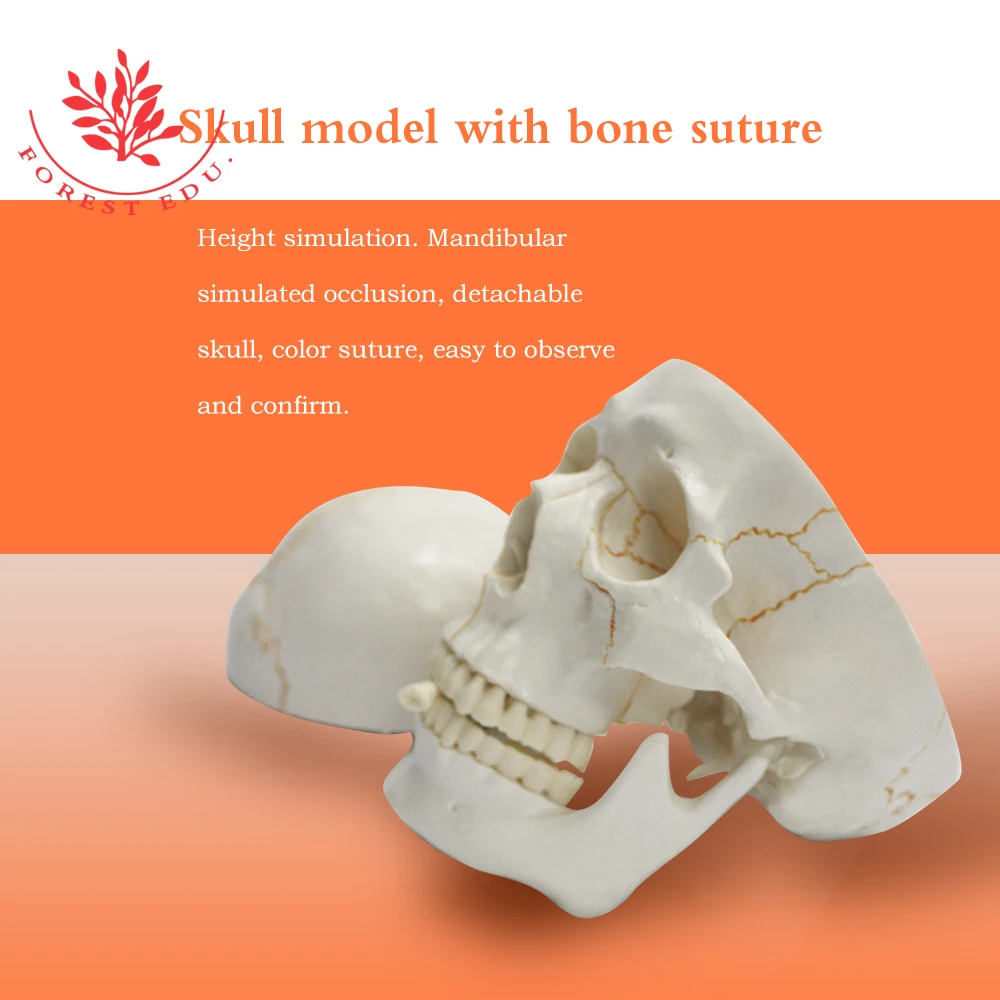 Human Skull Model Life Size Skull 3d Model W/ Color Simulation Human ...