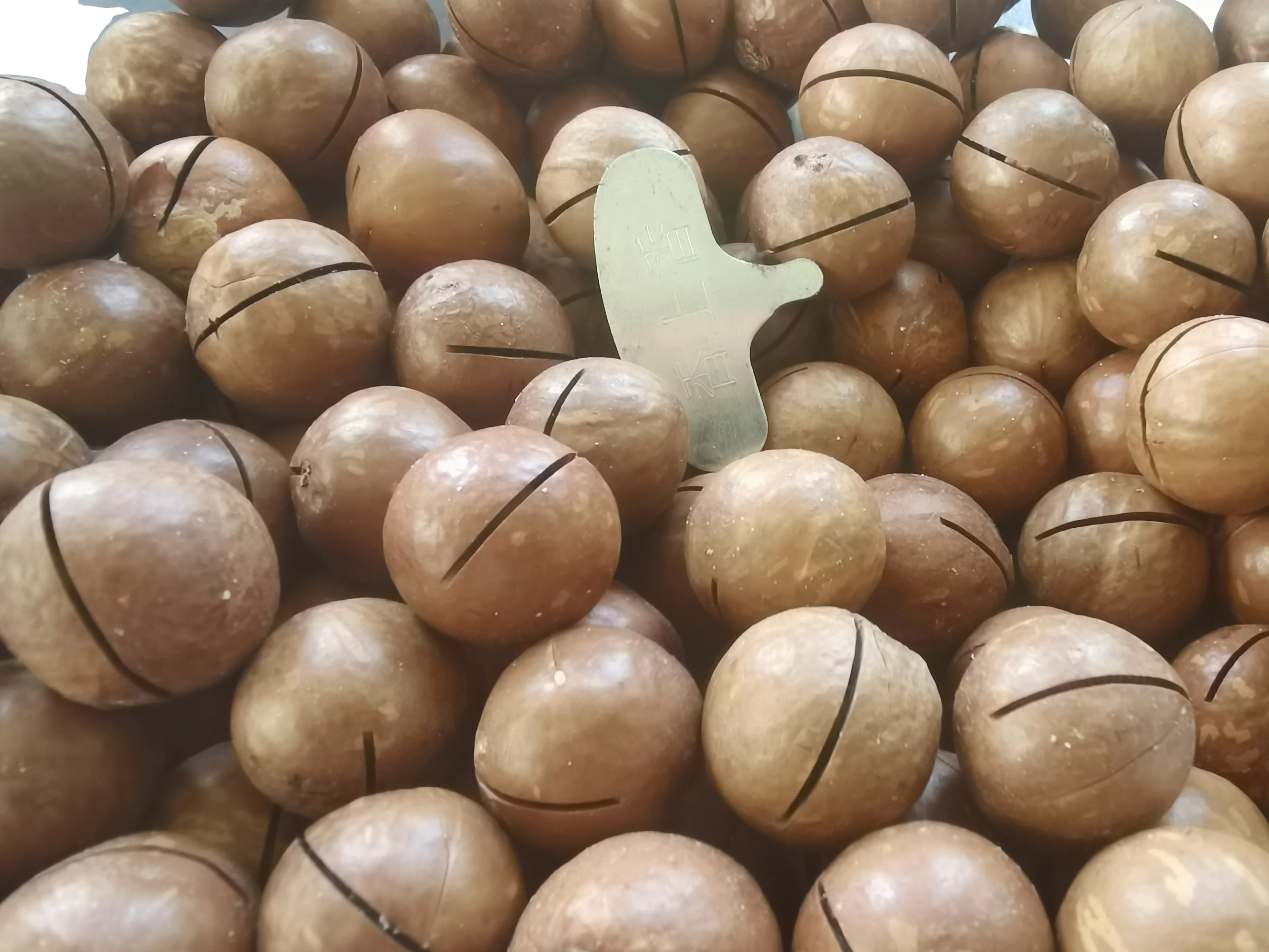 Original Flavor Roasted Macadamia Nuts With Shell Superfoods Wholesale ...