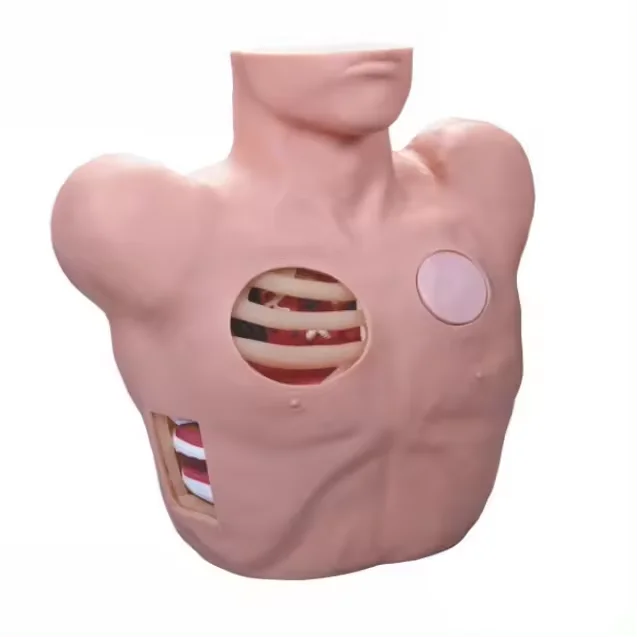 Thoracic Puncture And Drainage Model Chest Drainage Training Simulator ...