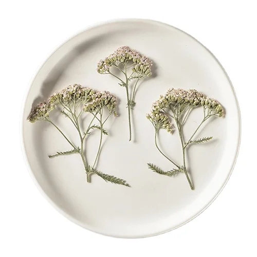 Common Yarrow With Branches Positive Pressure Resin Mold Painting Eco ...