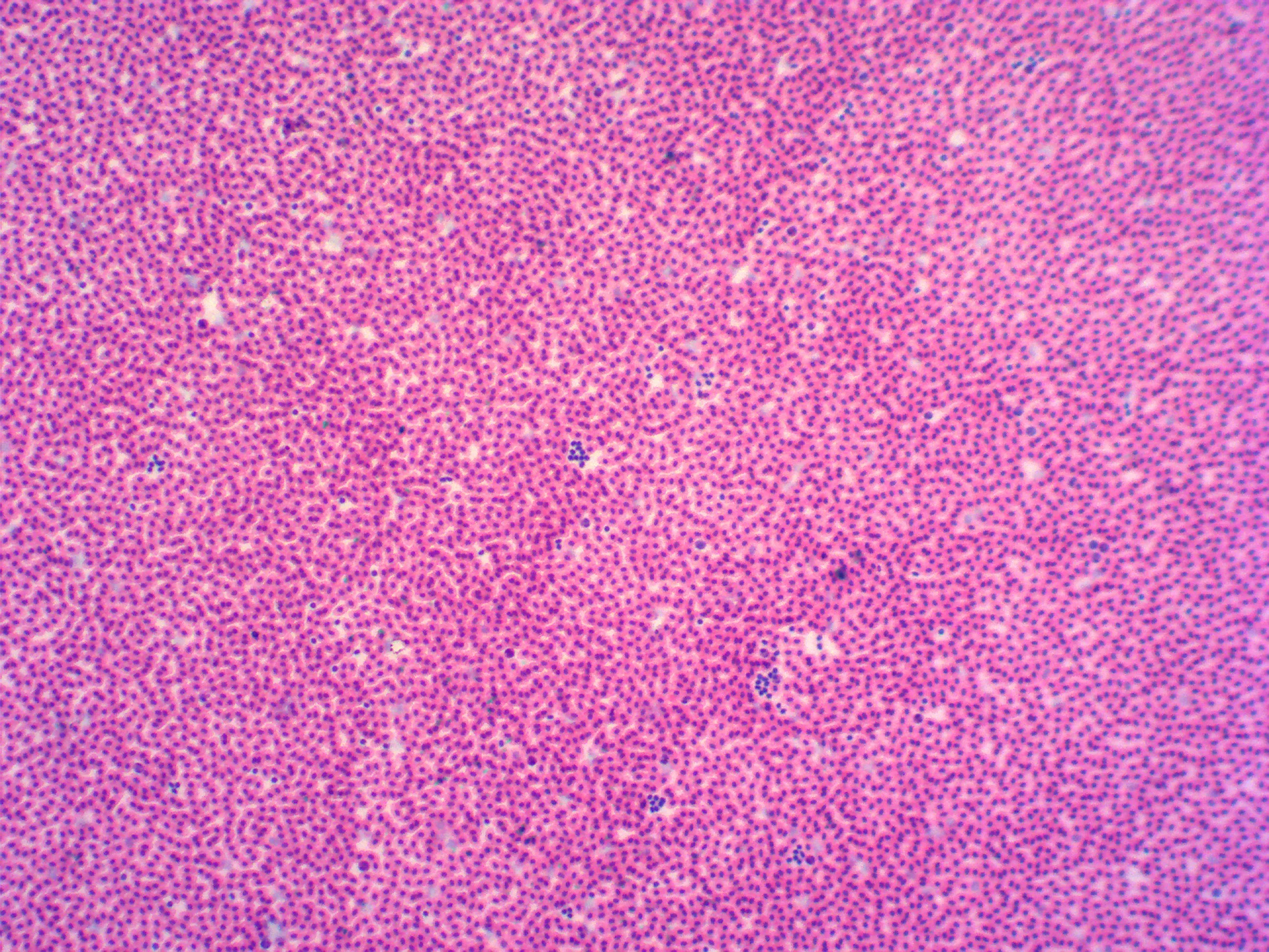 Microscope Slides Set Human Histology Slide Basic Biological Science ...