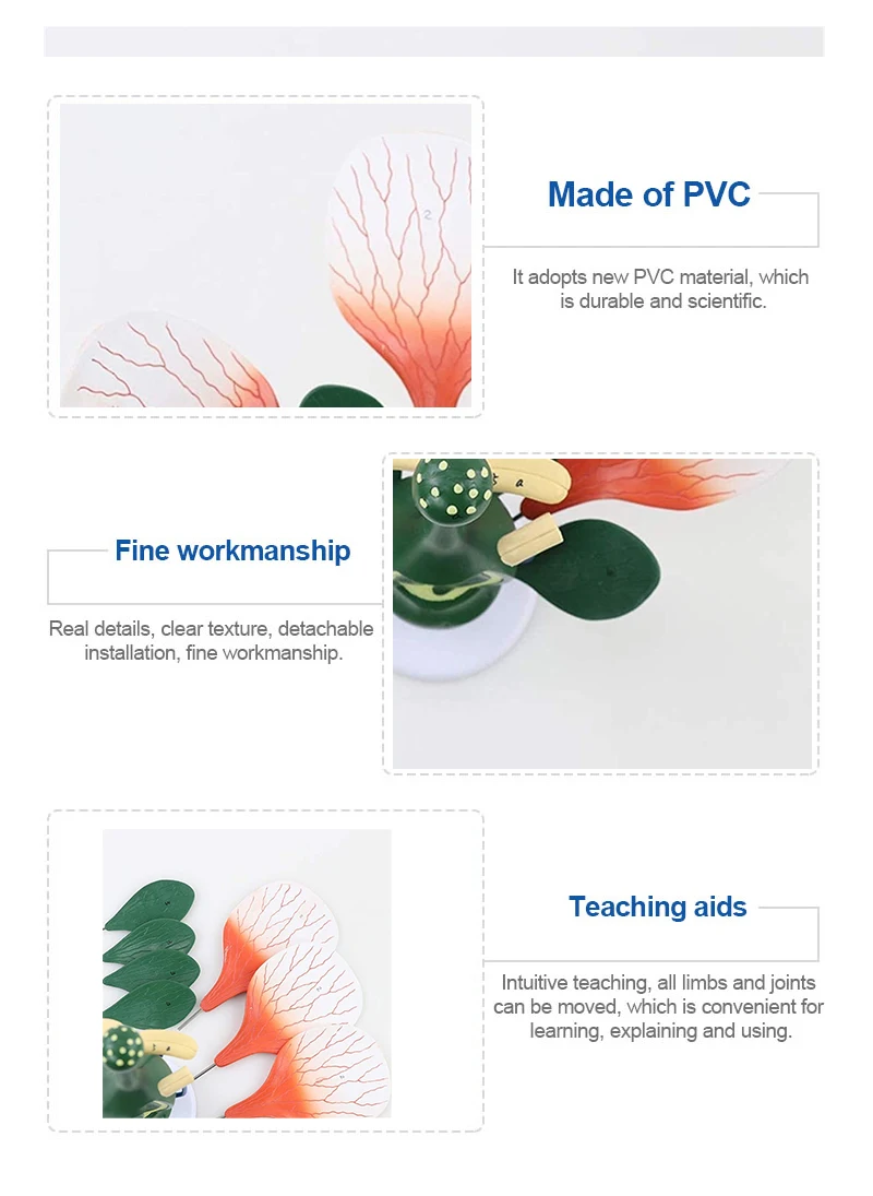 Peach Flower Model Plant Anatomical Model Dicotyledonous Flower ...