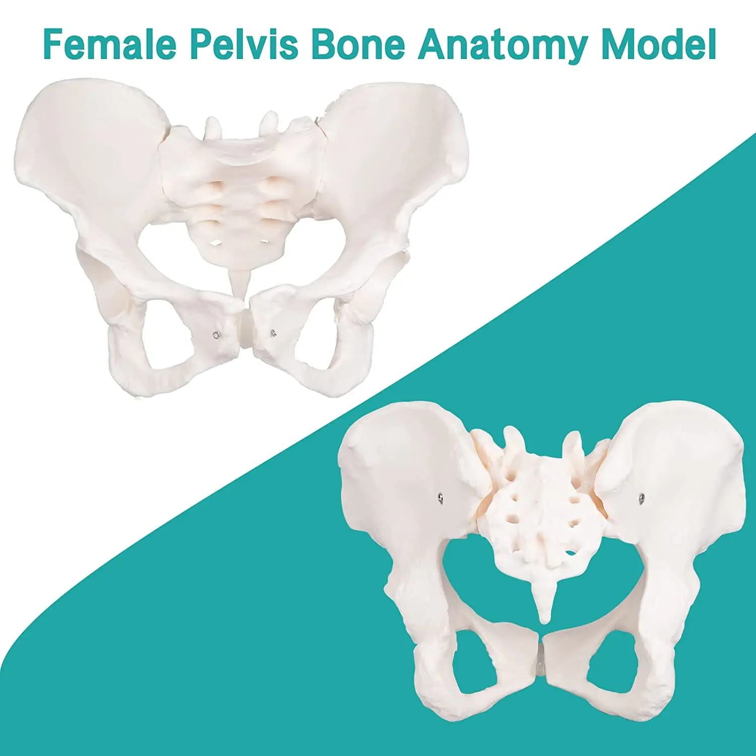 Life Size Female Pelvis Model - Detailed Anatomical Skeleton