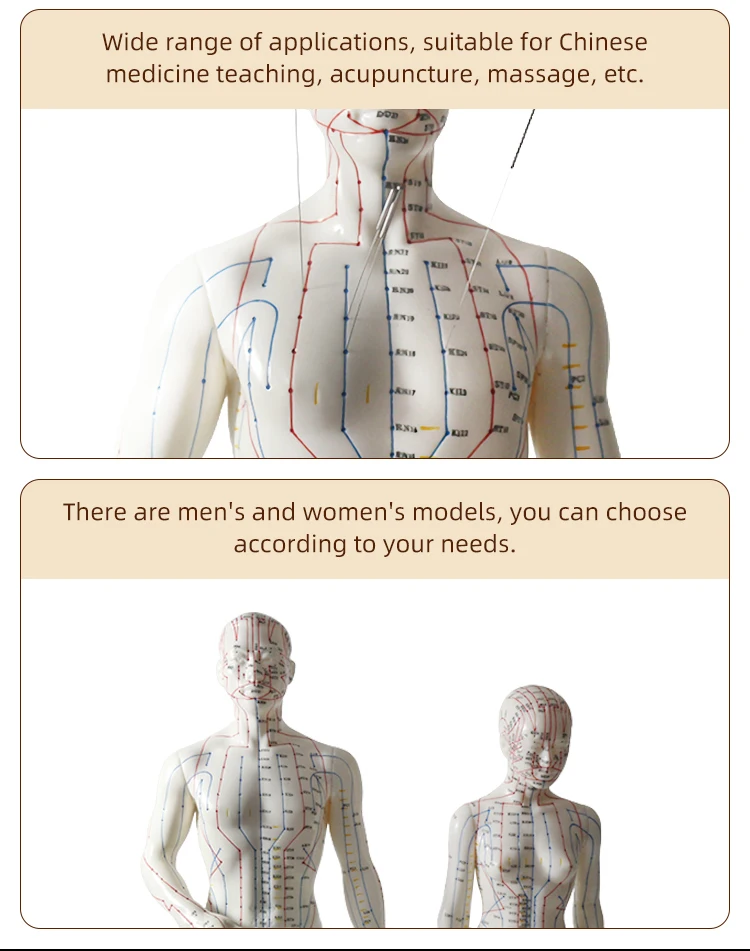 Human Acupoint Acupuncture Model Traditional Chinese Medical Twelve ...