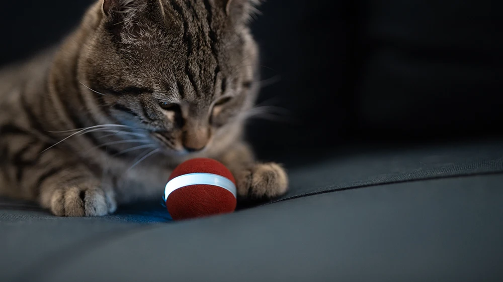 Cheerble Ball M1 - Smart & Interactive Pet Toy for Cats