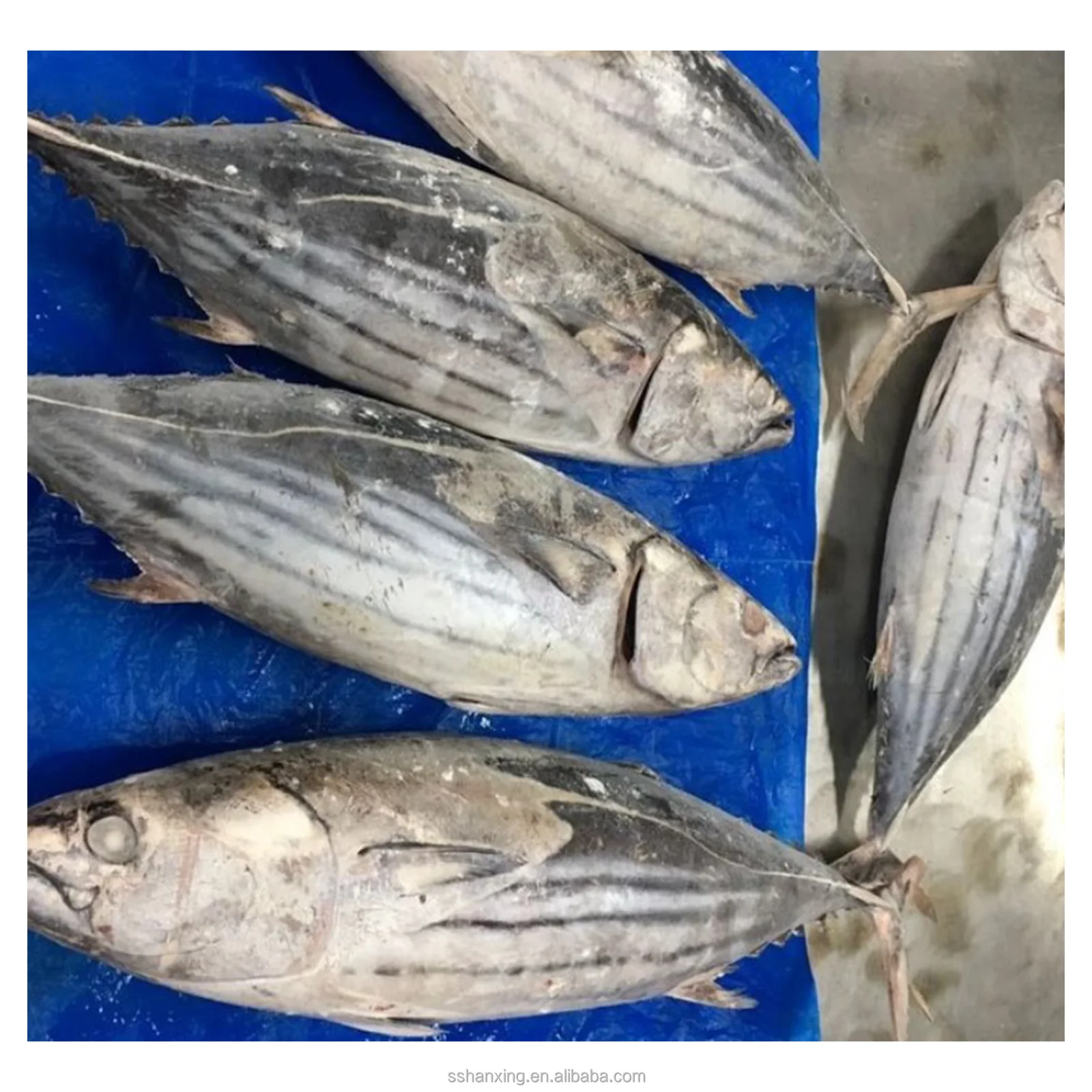 Best Quality Frozen Frozen Tuna Fish Frozen Skipjack Tuna - Buy Frozen ...
