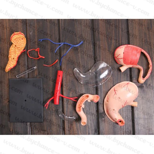 Learning Resources Anatomy Models 4d Vision Human Stomach Model For ...