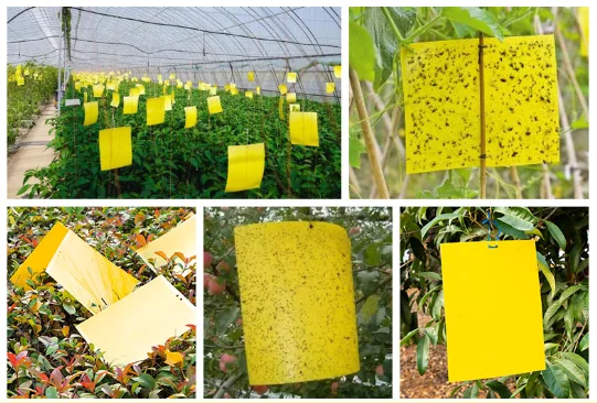 Alibaba.com: Customized double-sided yellow sticky insect board with ...