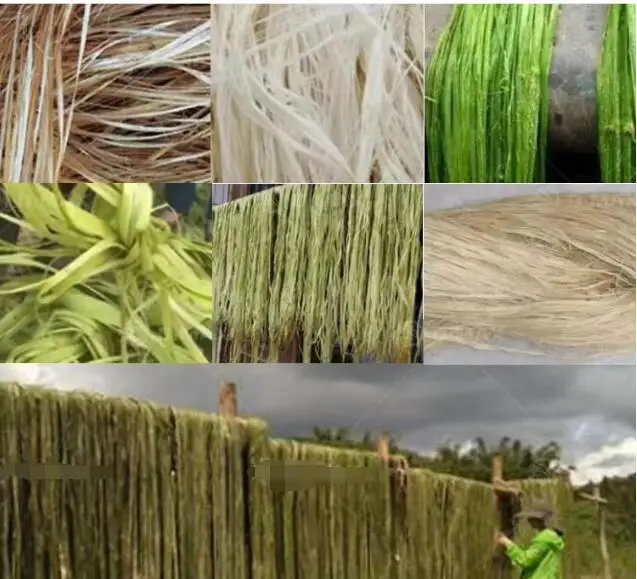 Fresh Sisal Jute Abaca Peeling Stripping Machine Plant Fiber Hemp ...