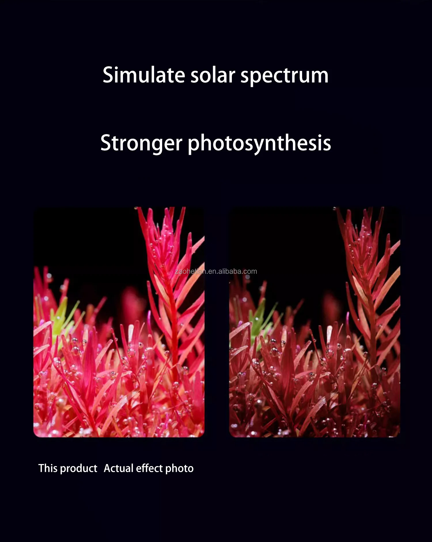 Zaohetian 100w Aquarium Led Downlight Goldfish Lamp Explosion Algae ...