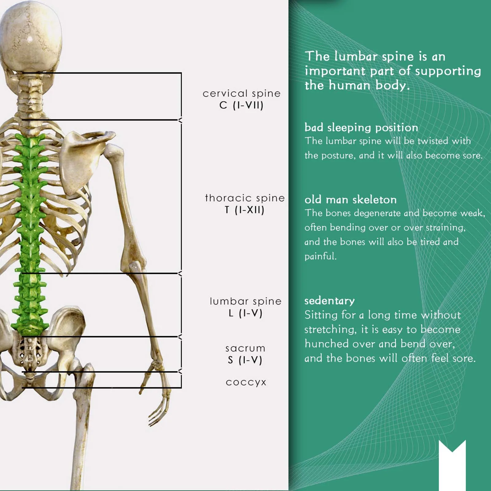 Lumbar Spine Post Relieve Lumbar Stiffness,Swelling And Soreness ...