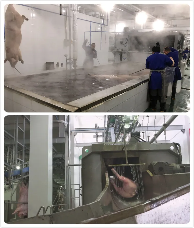 Modern Hog Slaughterhouse With Pork Butcher Abattoir Meat Process ...