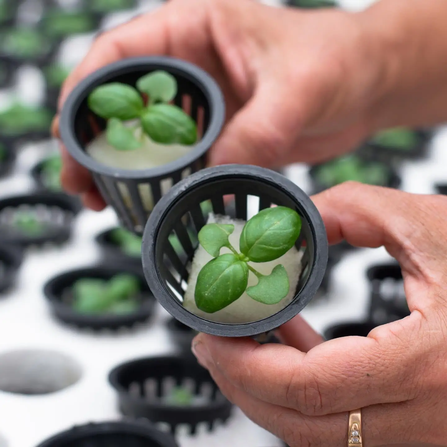 Aeroponics System Equipment - Floating Rice Planting Rafts