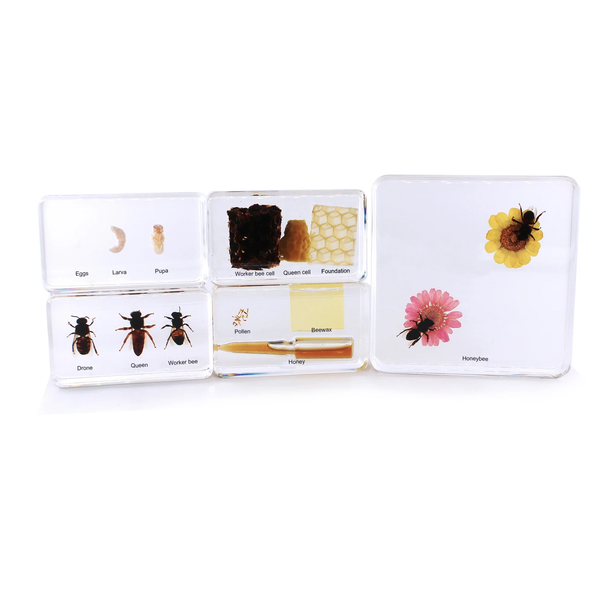 Original Resin Insect Specimen Life Cycle Of Honeybee Teaching ...
