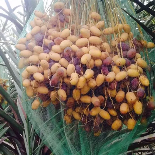 HDPE Green Date Palm Mesh Bag with Black Rope| Alibaba.com