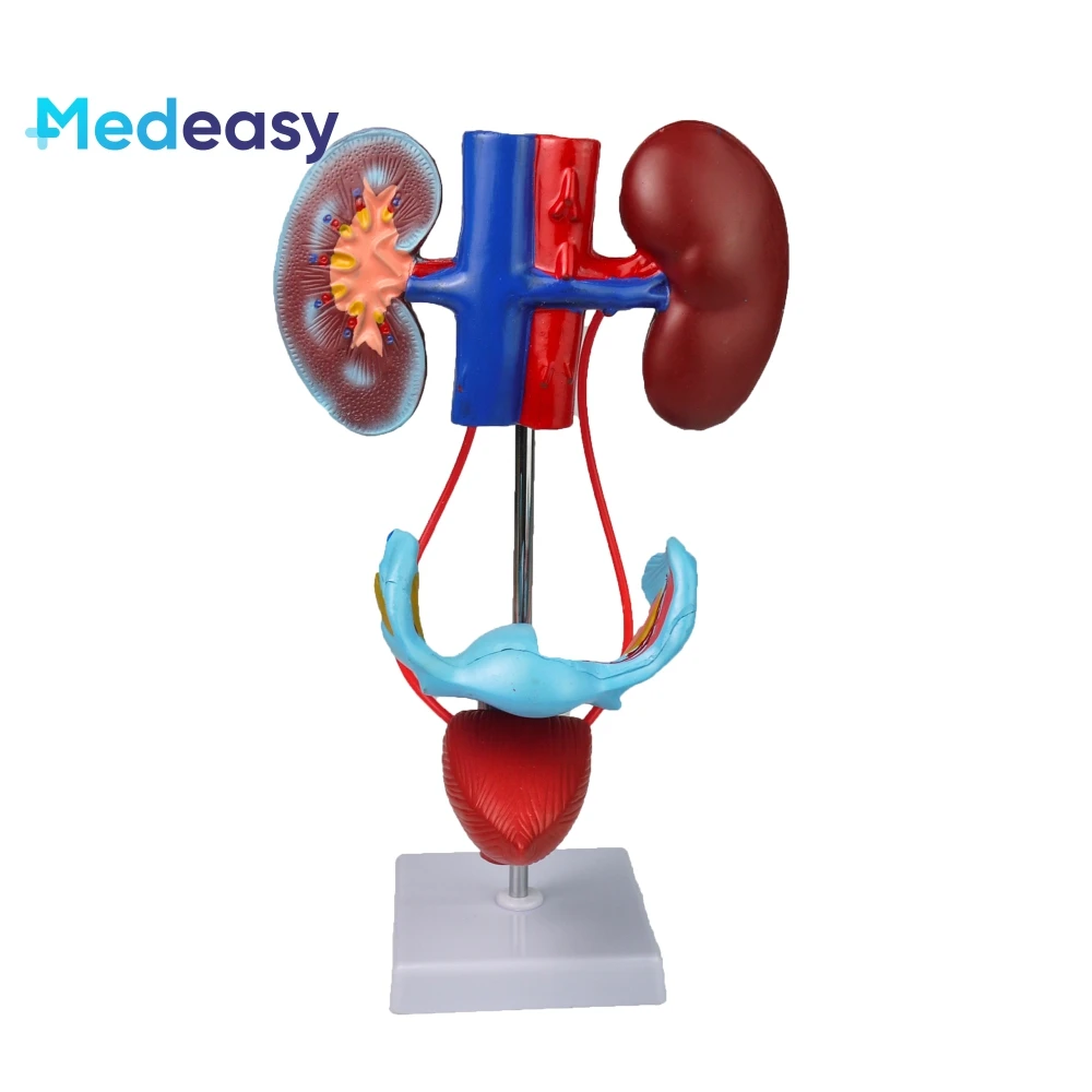 Male and Female Genitourinary System Model - Kidney Anatomy Mold
