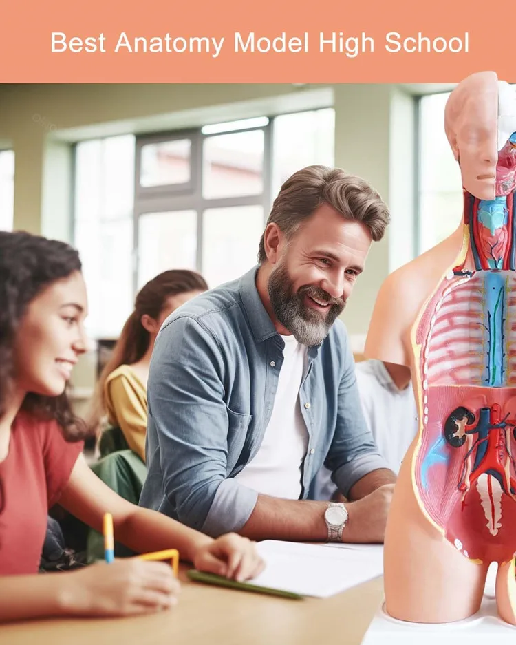 Life Size Anatomy Model Human Body Torso Anatomical Models For Medical ...