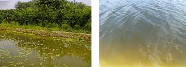 Insen Supply Nannochloropsis Oculata Powder - Solvent Extraction